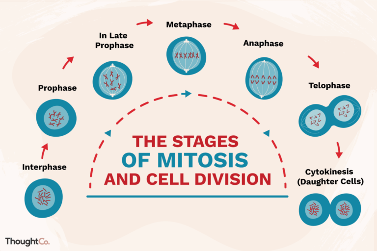 VR Mitosis Simulation: Revolutionize Biology Education